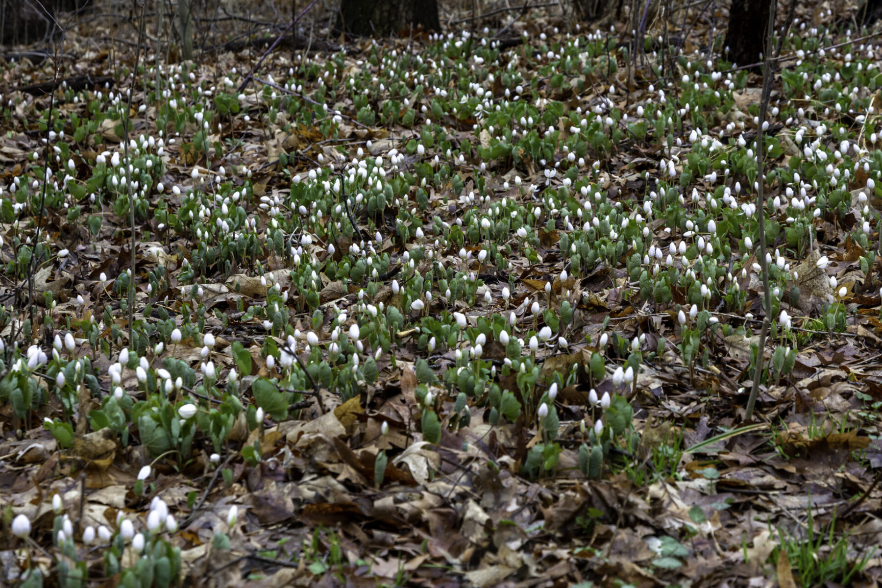 Bloodroot - Sanguinaria Canadensis | Groundcover | Cold Stream Farm