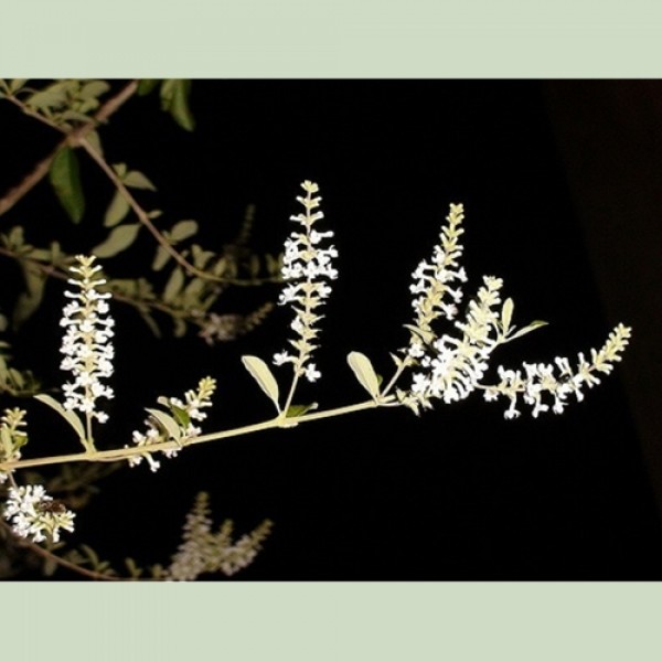 Butterfly Bush - Buddleia | Deciduous Shrubs | Cold Stream Farm