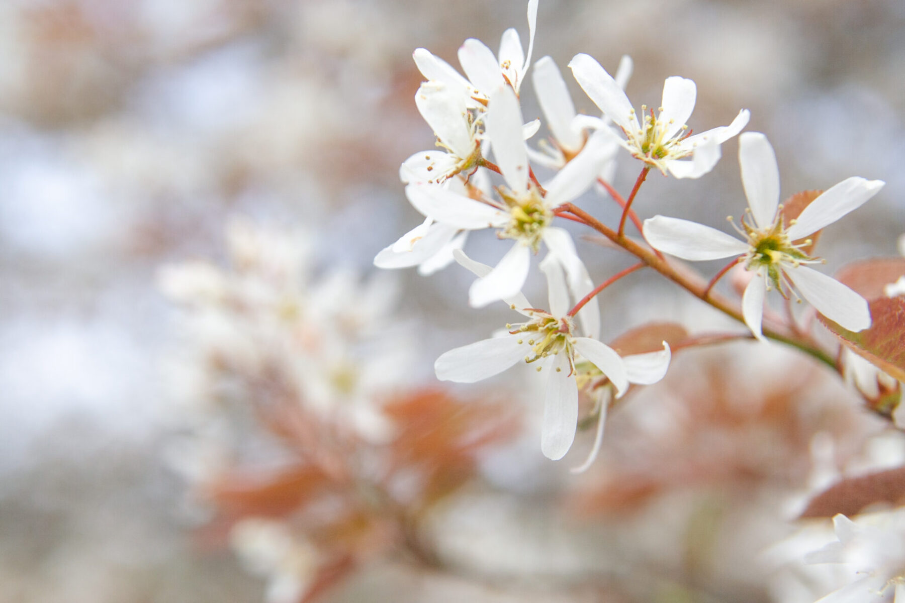 Shadbush Serviceberry - Amelanchier Canadensis | Shrubs | Cold Stream Farm