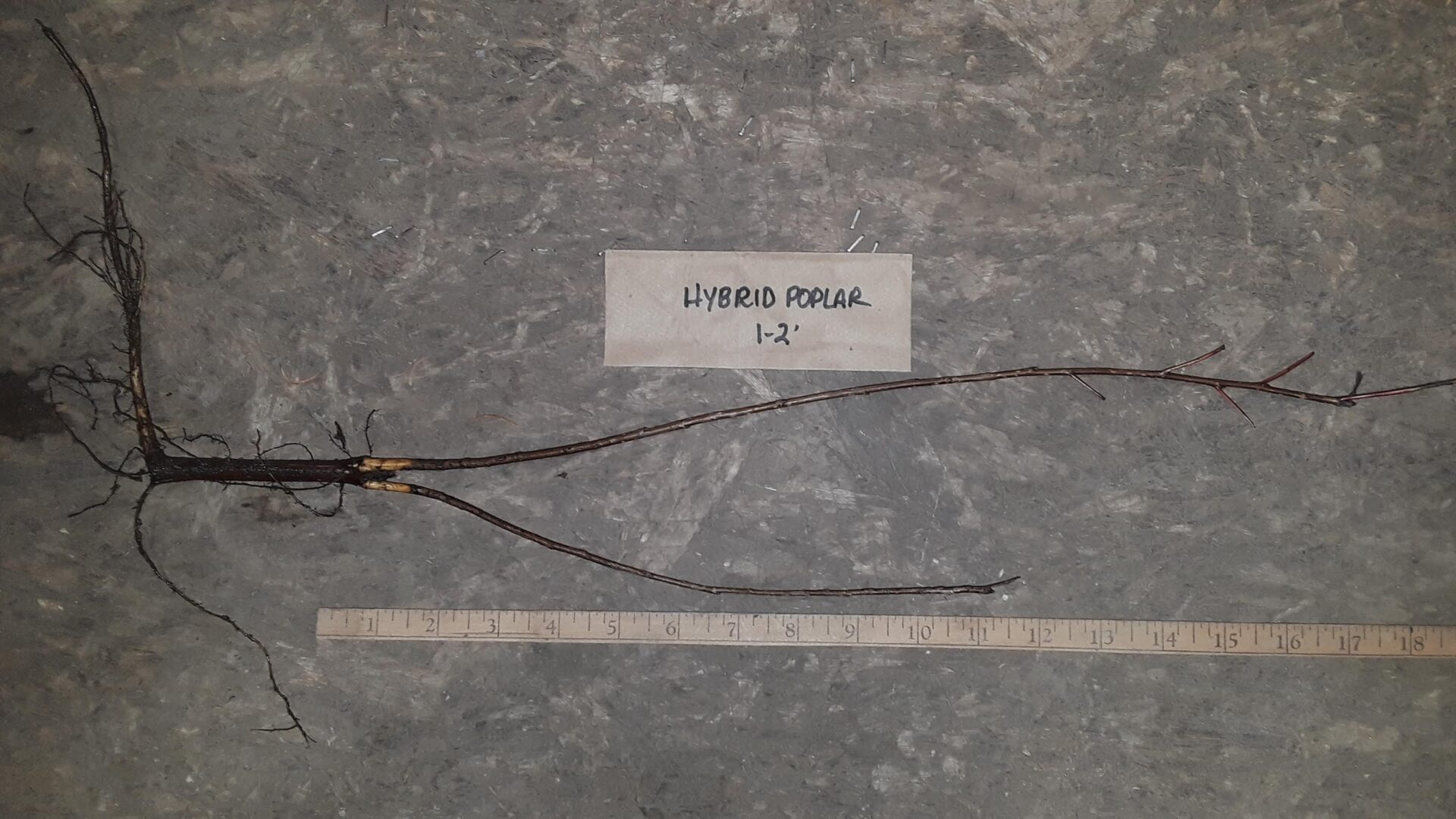 Hybrid Poplar Trees | Deciduous Trees | Cold Stream Farm