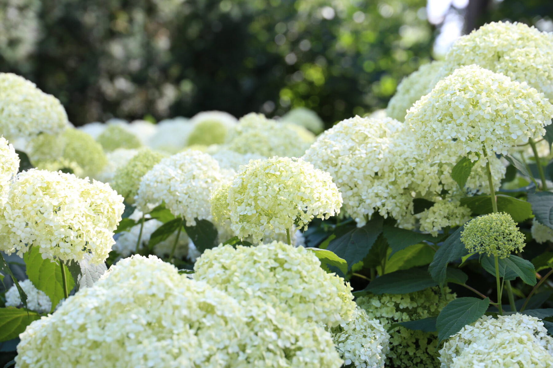 PeeGee Hydrangea - Hydrangea Paniculata | Shrubs | Cold Stream Farm