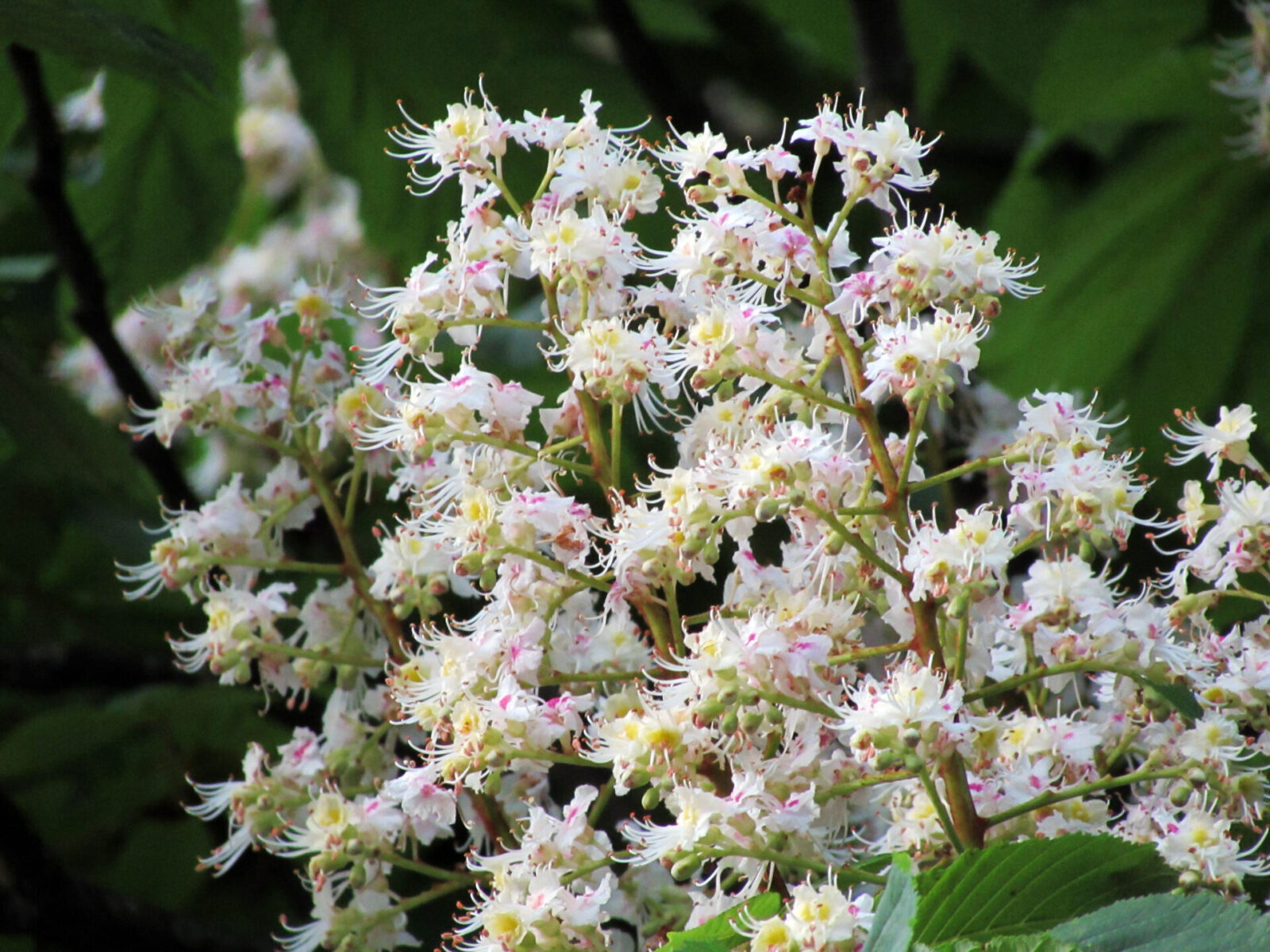 Ohio Buckeye - Aesculus glabra | Deciduous Trees | Cold Stream Farm