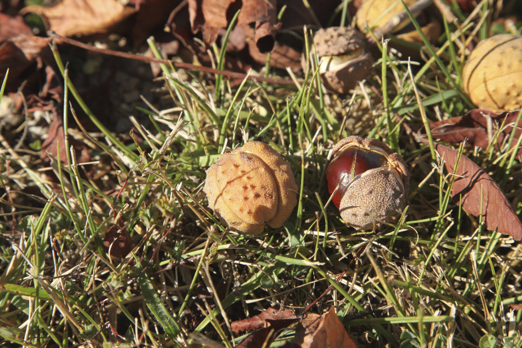 Ohio Buckeye - Aesculus glabra | Deciduous Trees | Cold Stream Farm