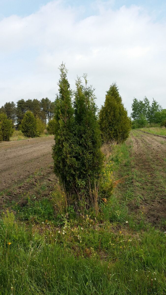 Pyramid Cedar (Thuja occidentalis "Pyramidalis") - 12-18'' - Cold ...