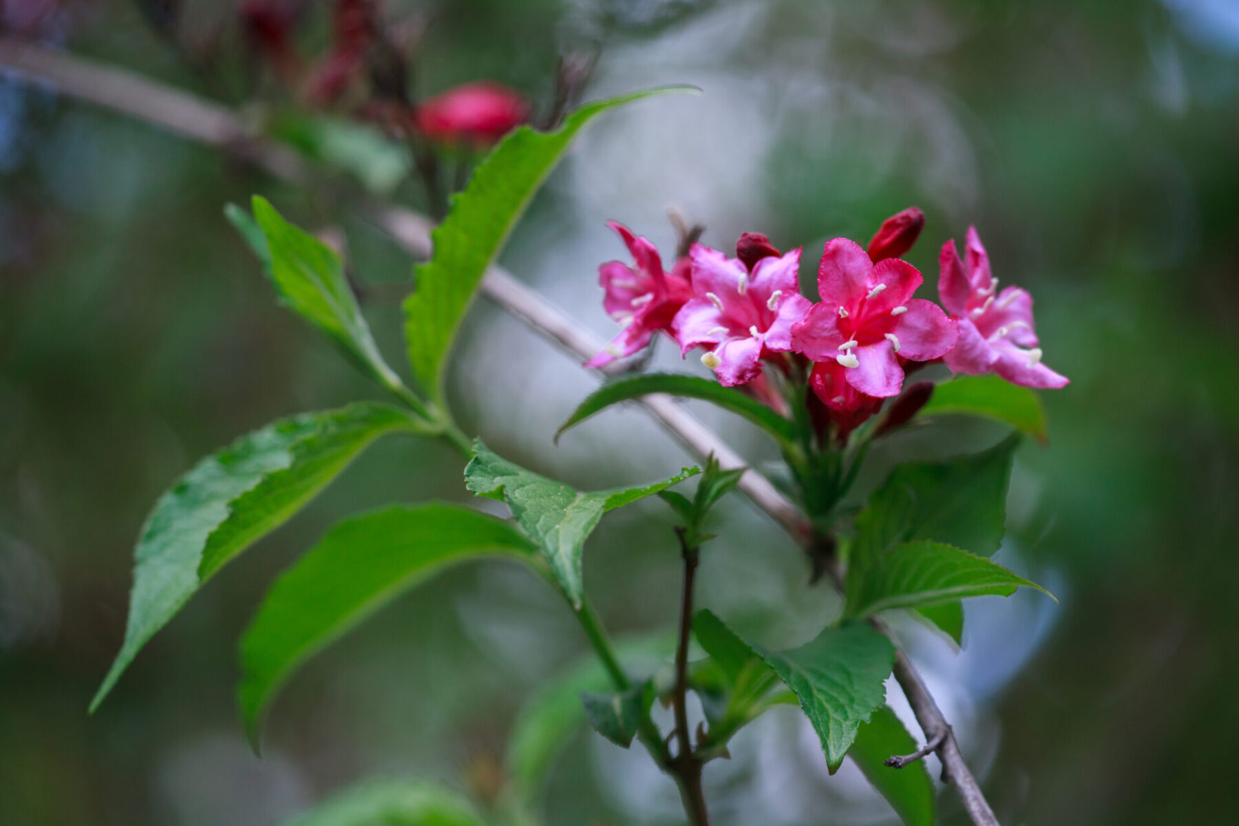 Red Weigela - Weigela Florida | Deciduous Shrubs | Cold Stream Farm
