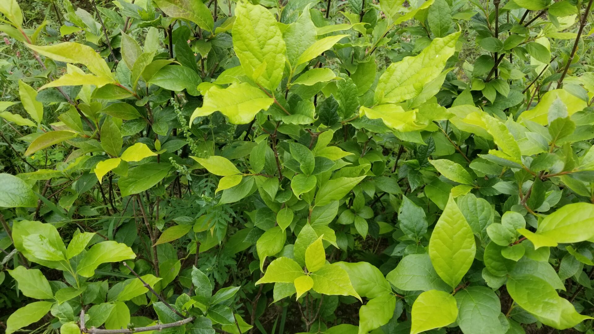 Sweetshrub - Calycanthus Florida | Deciduous Shrubs | Cold Stream Farm