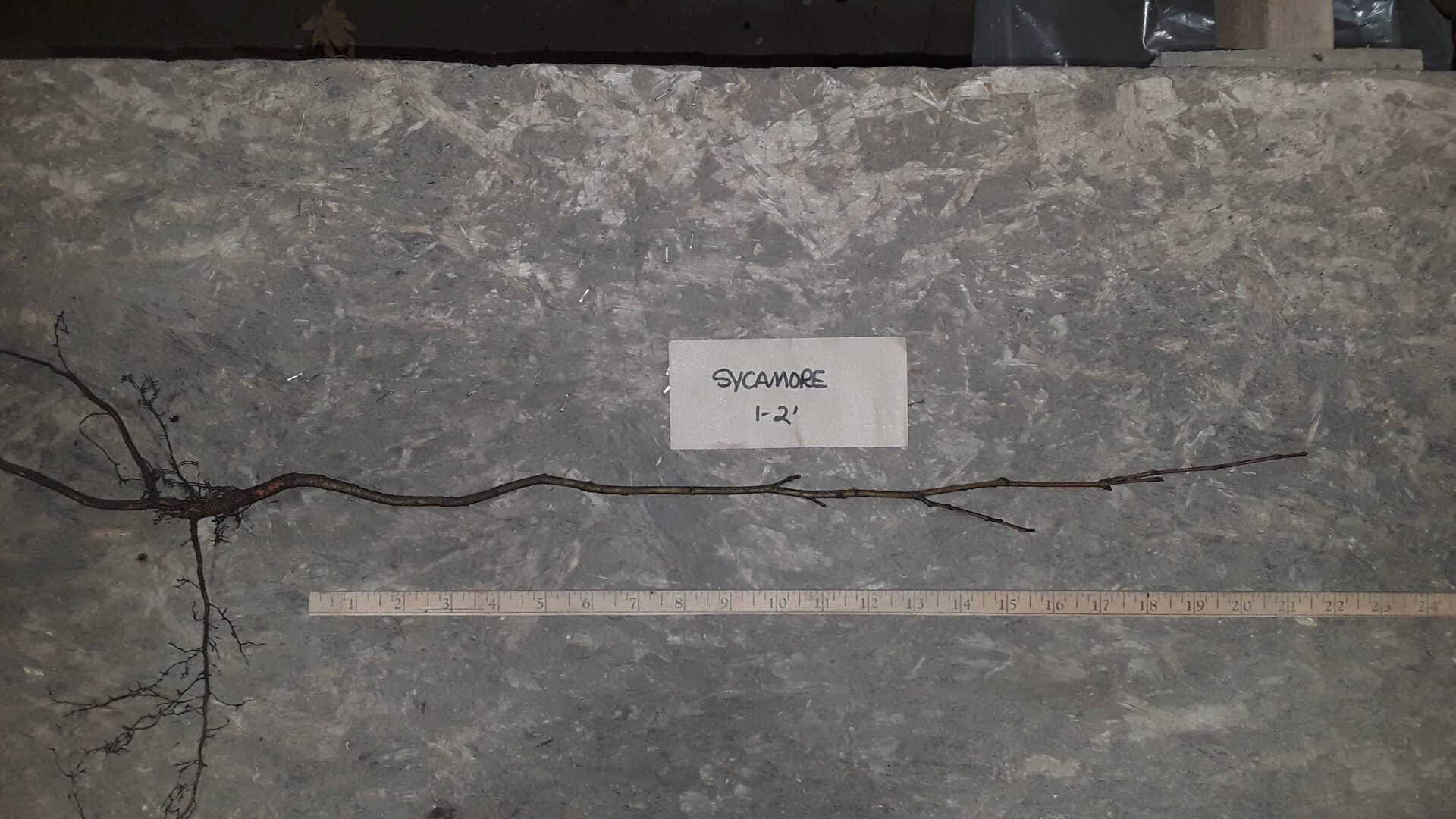 Sycamore - Platanus Occidentalis | Deciduous Trees | Cold Stream Farm