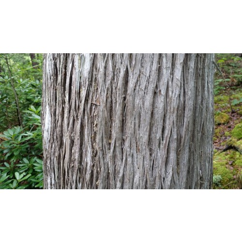 White Cedar Trees (Thuja Occidentalis) - Evergreen Conifers | Cold ...