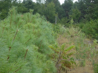 White Pine - Pinus Strobus | Conifers | Cold Stream Farm