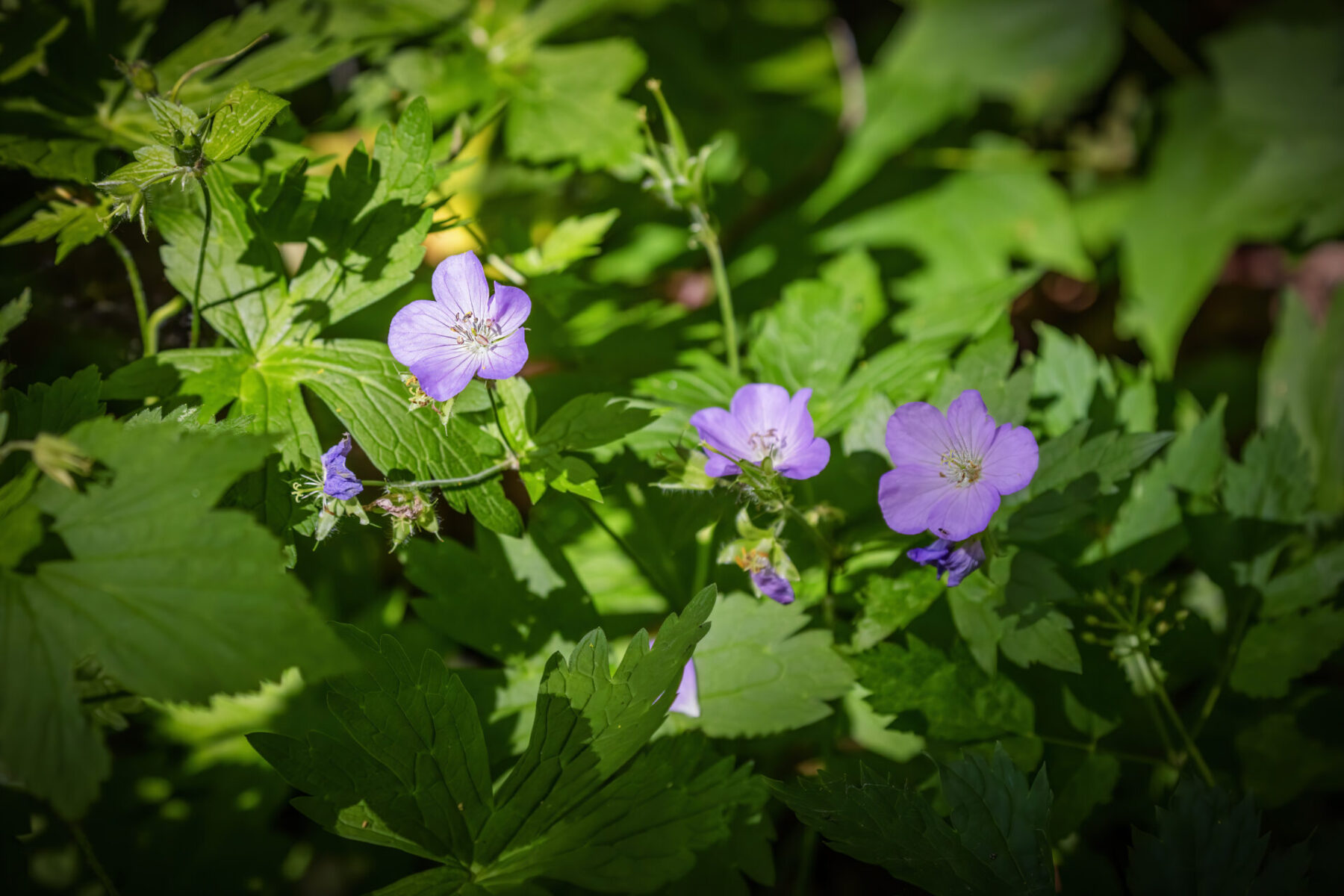 Wild Geranium - Geranium Maculatum | Groundcover | Cold Stream Farm