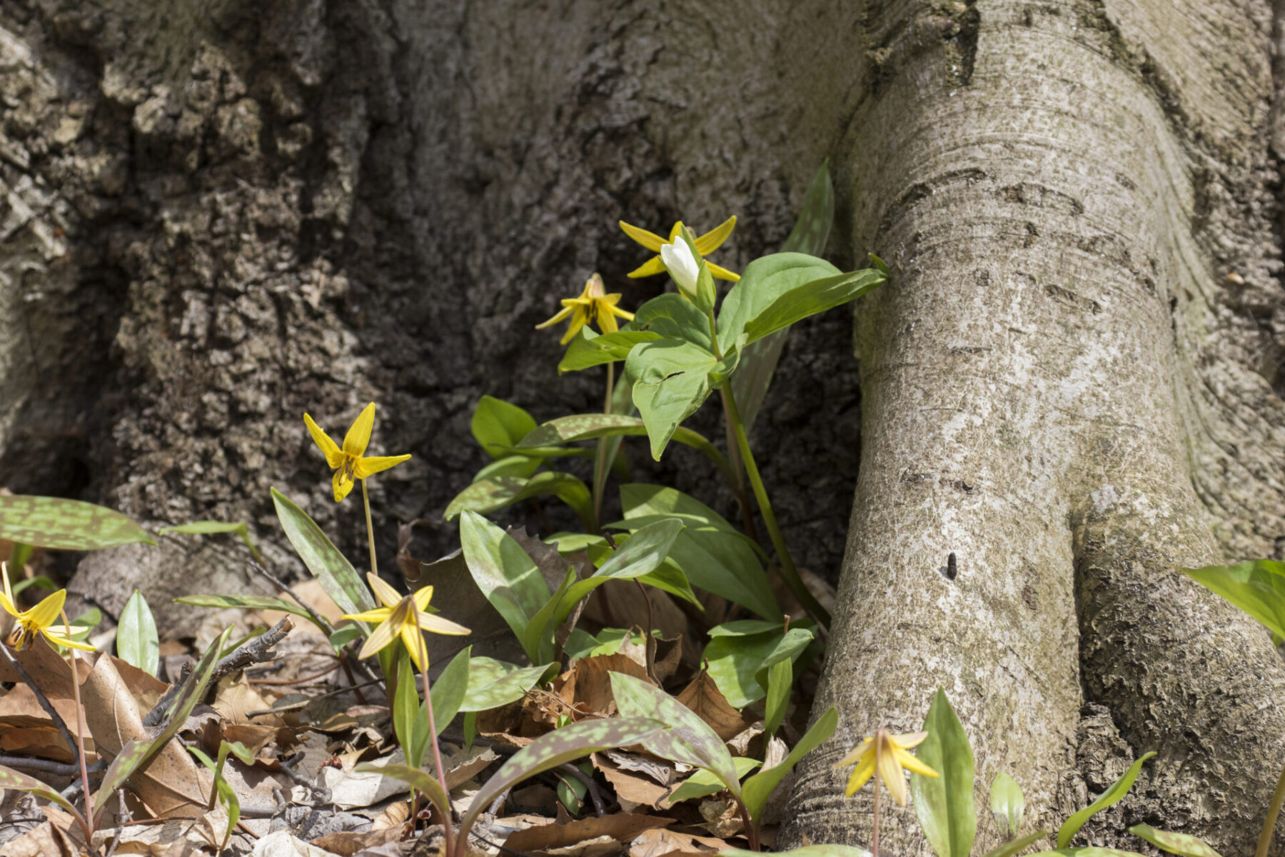 Yellow Trout Lily - Erythronium Americanum | Groundcover | Cold Stream Farm