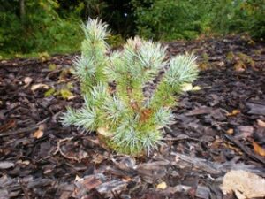 Wholesale Pine Trees & White Pine Tree in Michigan | Cold Stream Farm