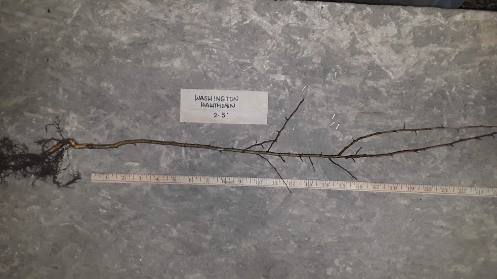 Washington Hawthron - Crataegus Phaenopyrum | Shrubs | Cold Stream Farm