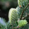 Black Spruce - Picea Mariana | Conifers | Cold Stream Farm