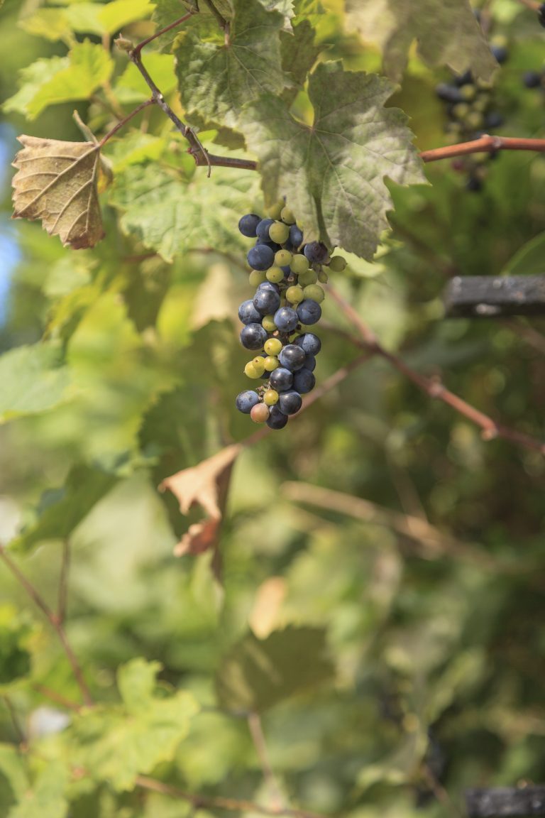 Wild Grape - Vitis Riparia | Deciduous Shrubs | Cold Stream Farm