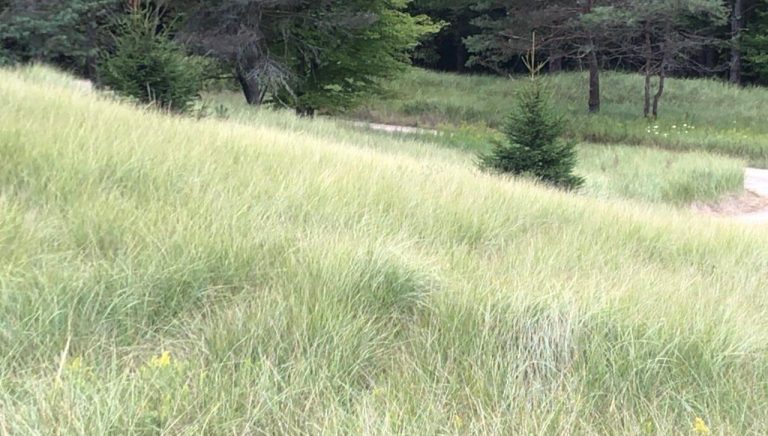 Beachgrass - Ammophila Breviligulata | Deciduous Shrubs | Cold Stream Farm