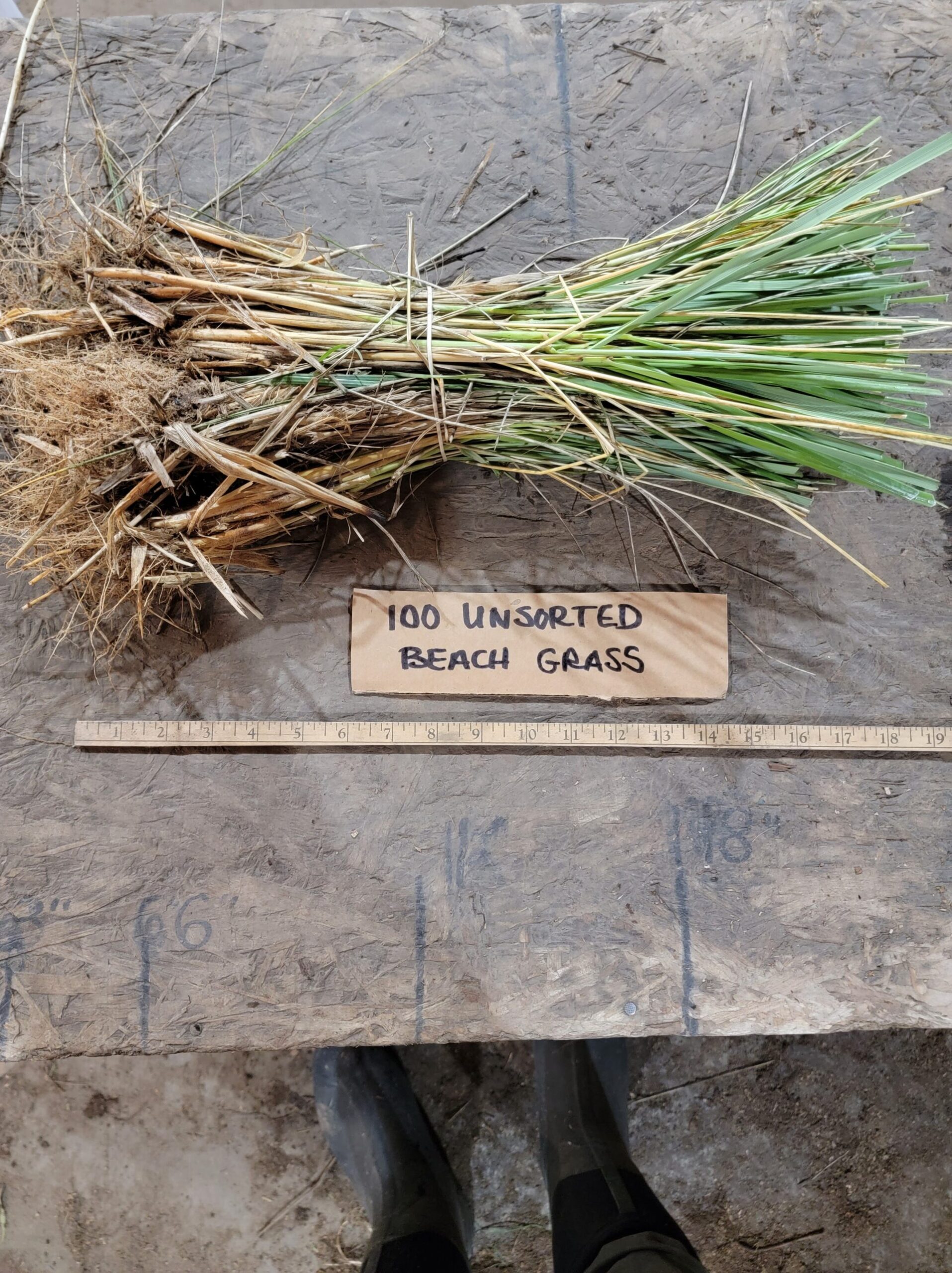 Beachgrass - Ammophila Breviligulata | Deciduous Shrubs | Cold Stream Farm