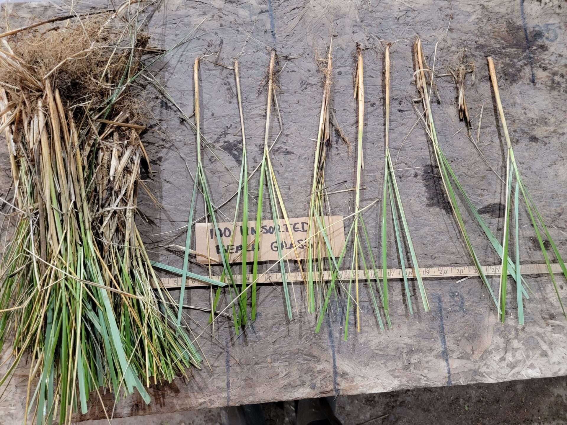 Beachgrass - Ammophila Breviligulata | Deciduous Shrubs | Cold Stream Farm