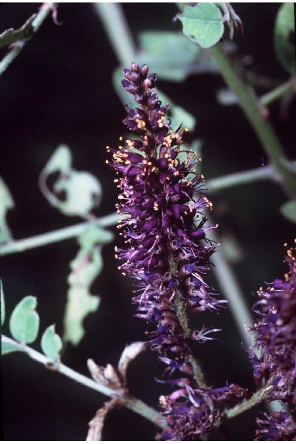 False Indigo - Amorpha Fruticosa | Deciduous Shrubs | Cold Stream Farm