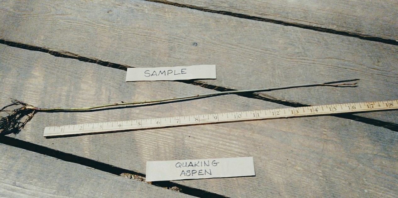 Quaking Aspen - Populus Tremuloides | Decidous Trees | Cold Stream Farm