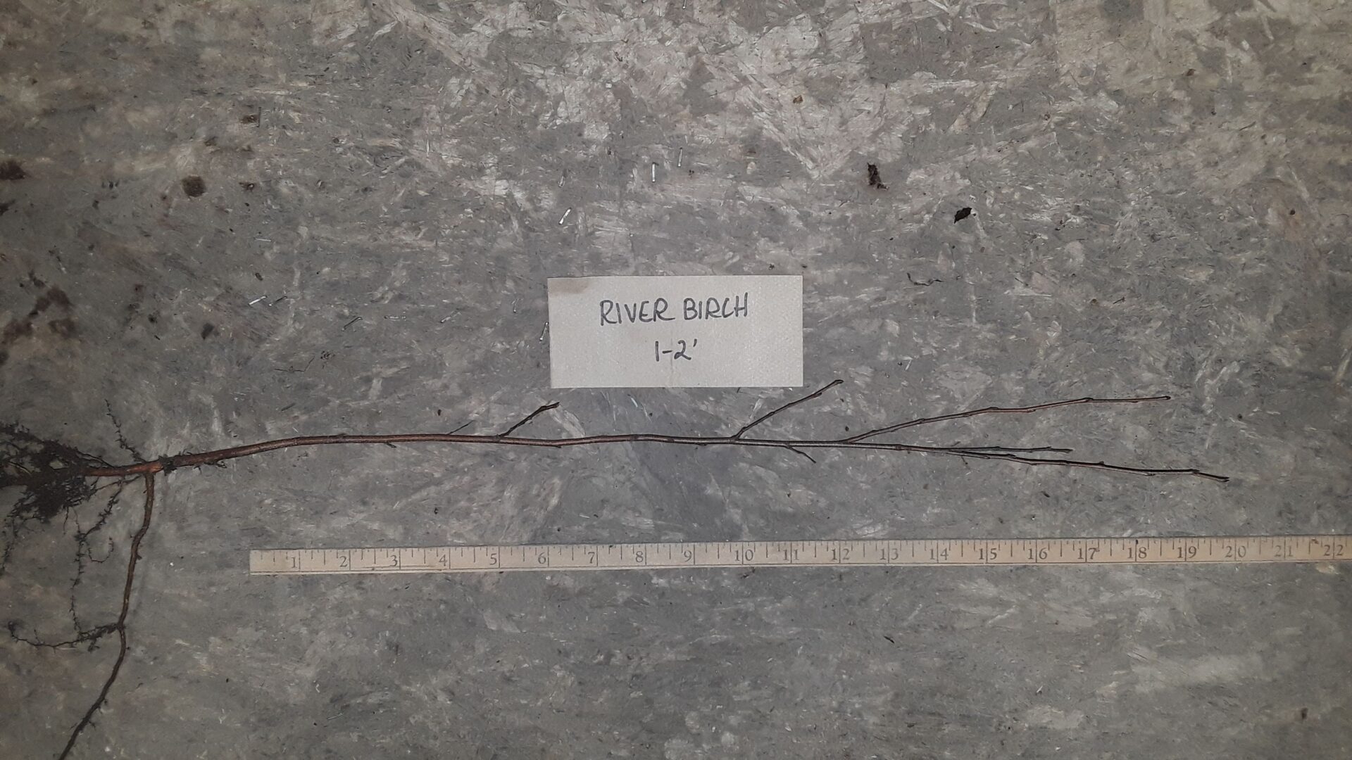 River Birch - Betula Nigra | Deciduous Trees | Cold Stream Farm