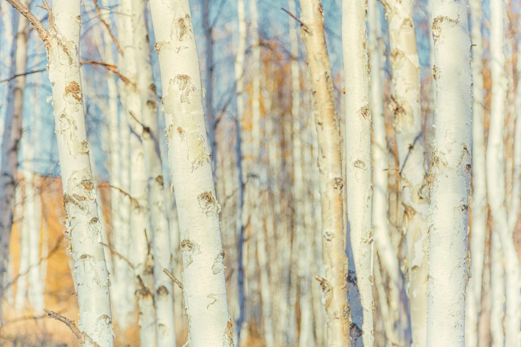 Paper Birch - Betula Papyrifera | Deciduous Trees | Cold Stream Farm