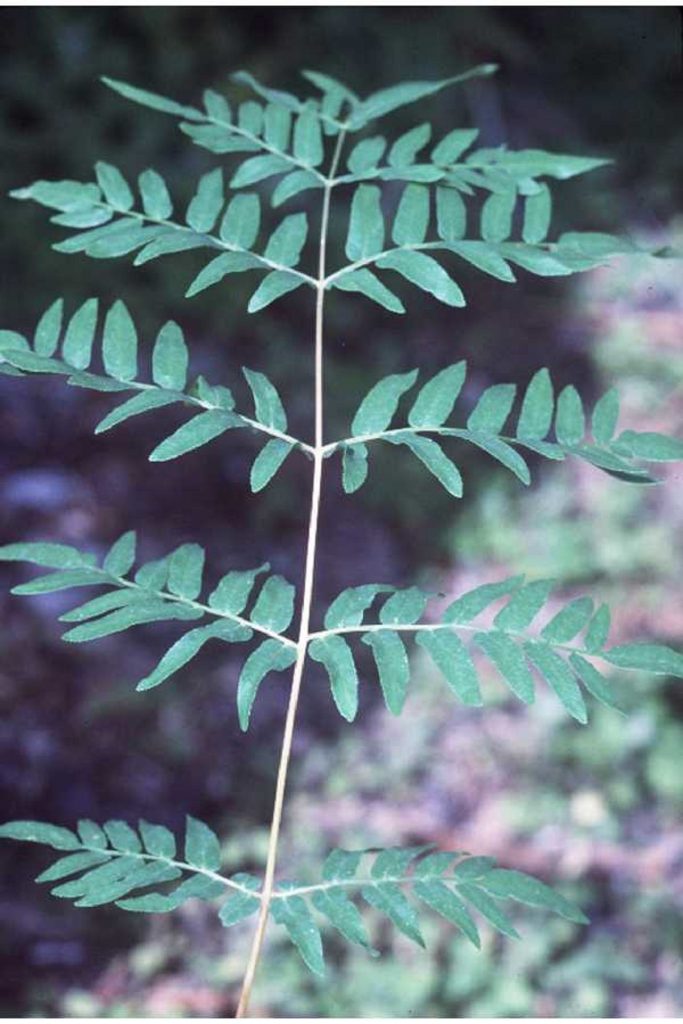 Royal Fern | Osmunda Regalis | Cold Stream Farm