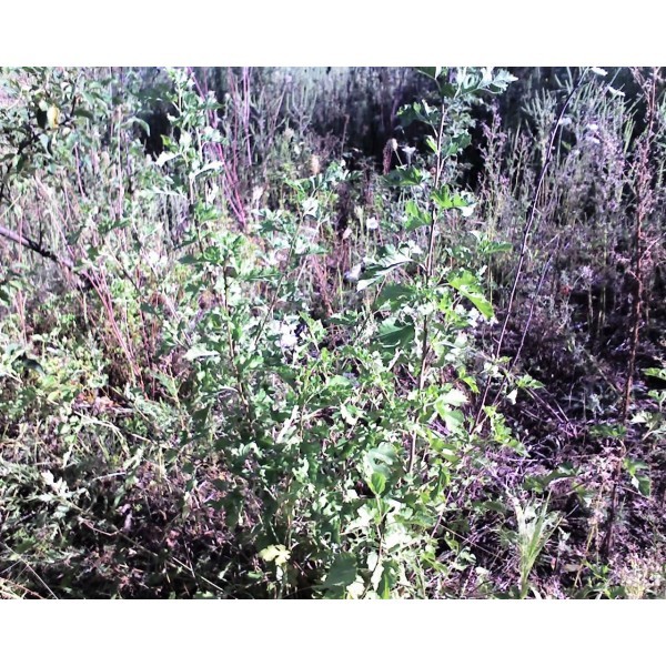 Russian Mulberry - Morus alba Trees for Sale