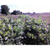 Wholesale Walnut Trees in Michigan for Sale | Cold Stream Farm