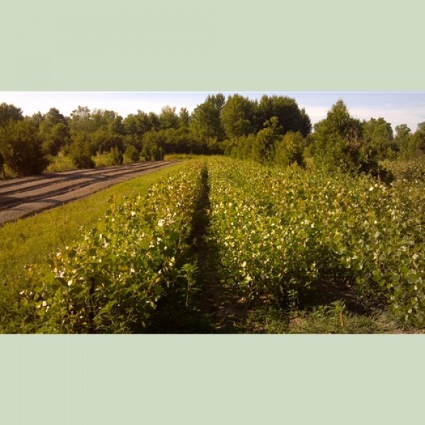 Hybrid Poplar Farm