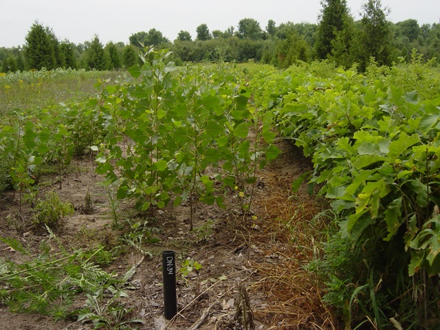 Hybrid Poplar Farm