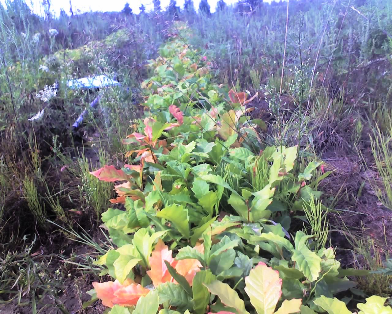Swamp White Oak - Quercus Bicolor | Deciduous Trees | Cold Stream Farm