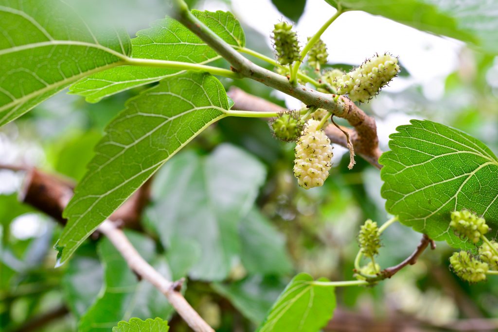 Russian Mulberry - Morus Alba | Deciduous Trees | Cold Stream Farm