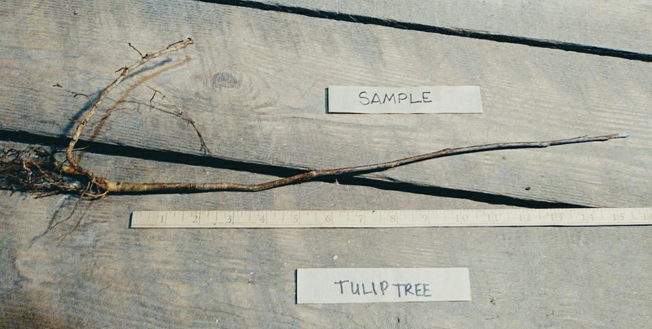 Tuliptree - Liriodendron Tulipifera | Deciduous Trees | Cold Stream Farm