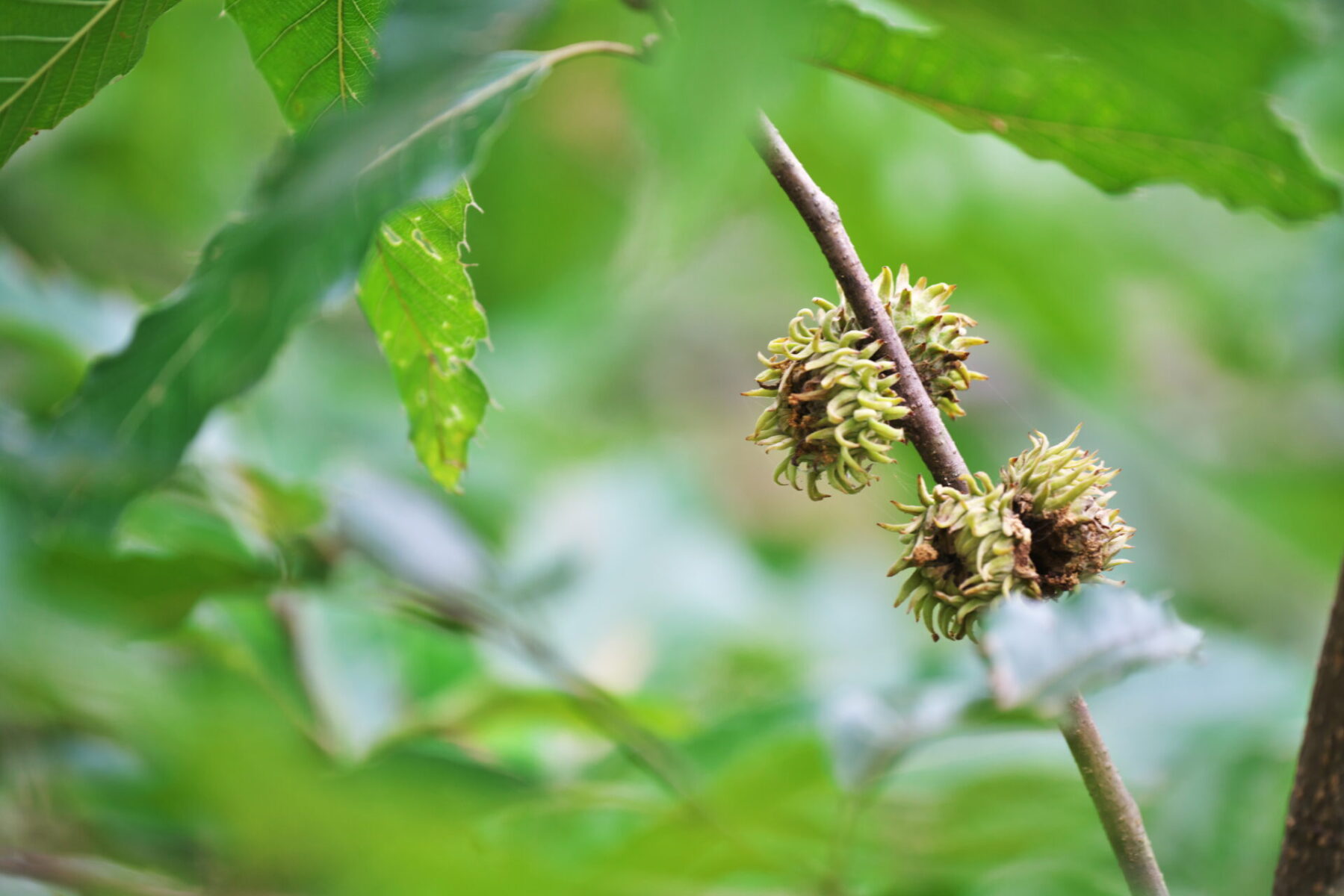 Sawtooth Oak - Quercus Acutissima | Deciduous Trees | Cold Stream Farm