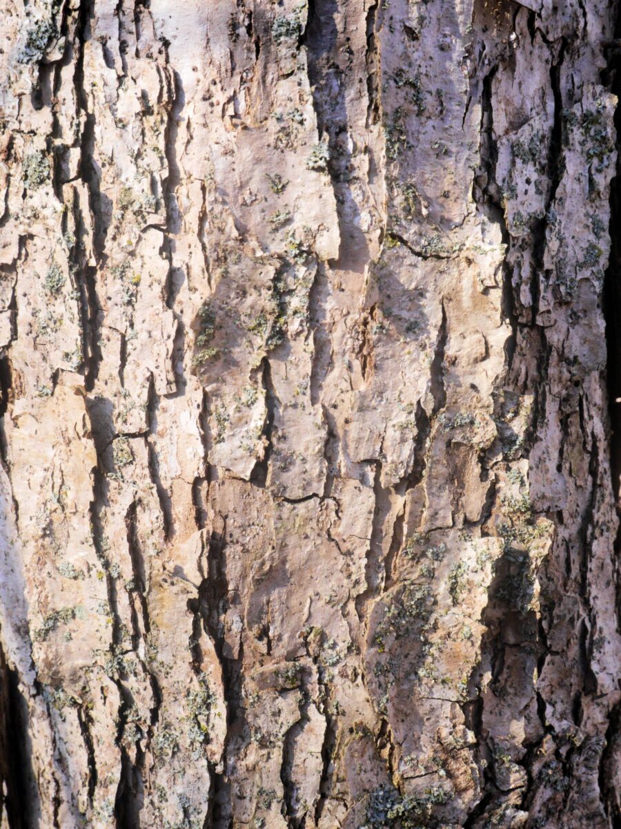 Swamp White Oak Quercus Bicolor Deciduous Trees Cold Stream Farm