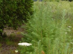 Low-Maintenance Landscaping: Cold Stream Farm's Drought-Tolerant Plant ...