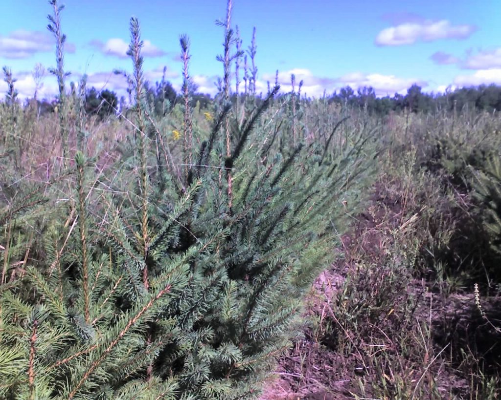 Red Spruce - Picea Rubens | Conifers | Cold Stream Farm