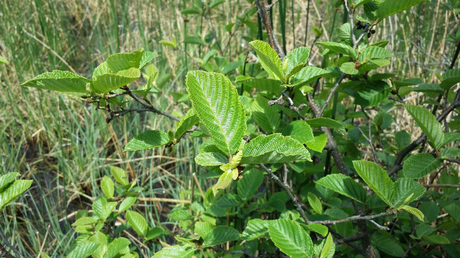 Speckled Alder - Alnus Rugosa | Deciduous Shrubs | Cold Stream Farm