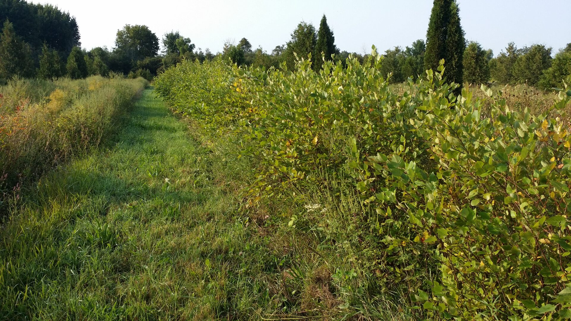 River Birch - Betula Nigra | Deciduous Trees | Cold Stream Farm