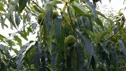 American Chestnut - Castanea Dentata | Deciduous Trees | Cold Stream Farm