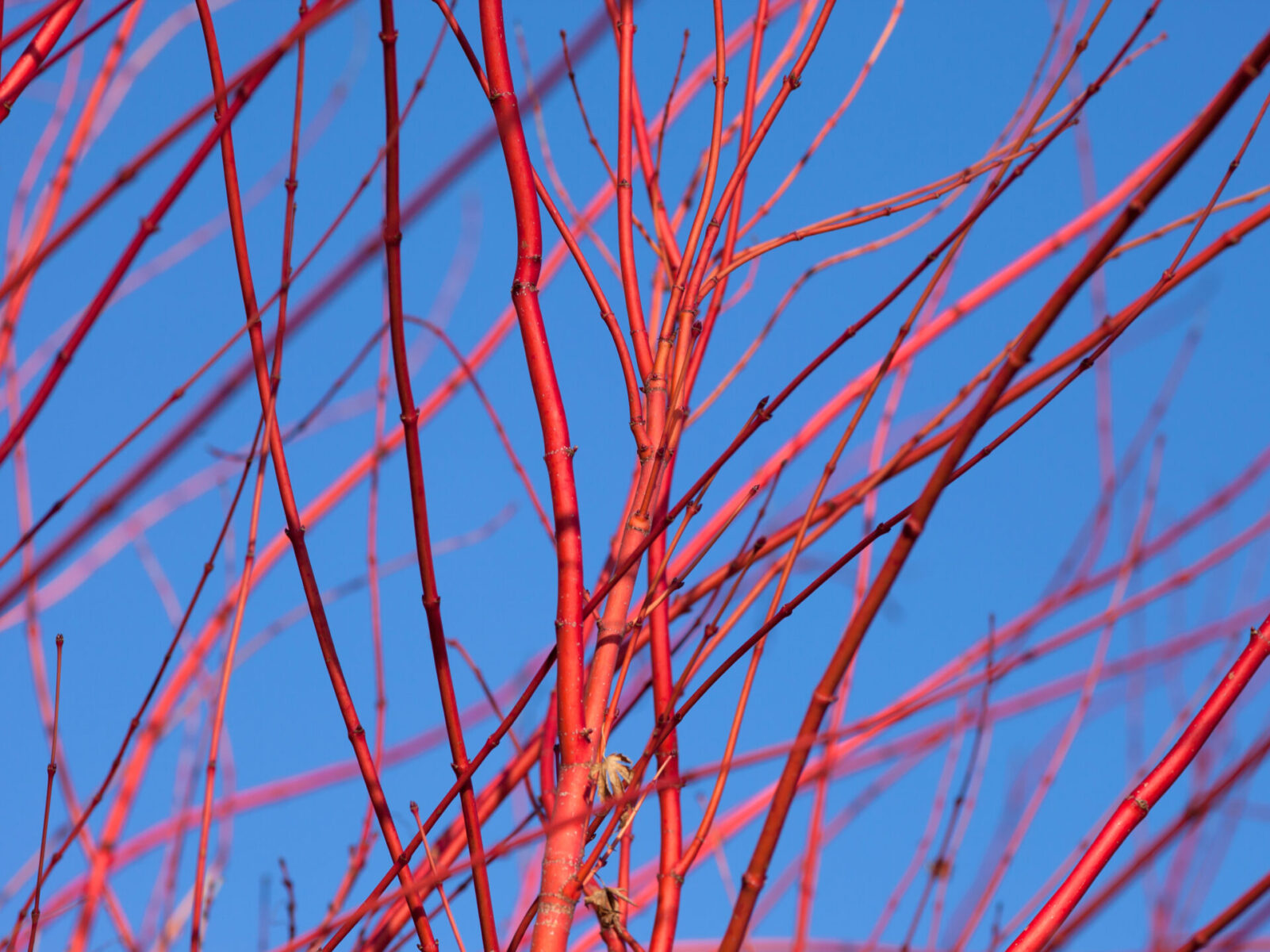 Red Osier Dogwood - Cornus Sericea | Deciduous Shrubs | Cold Stream Farm