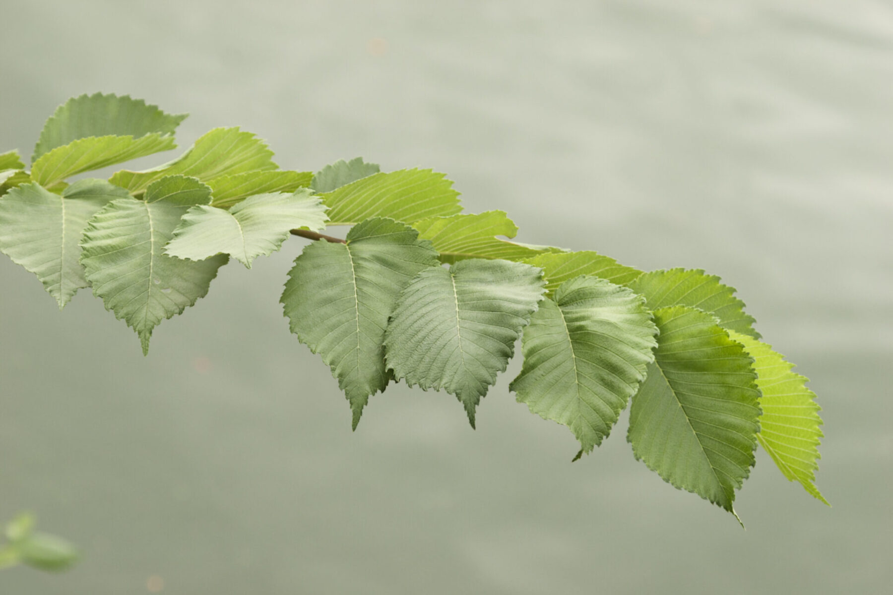 American Elm - Ulmus Americana | Deciduous Trees | Cold Stream Farm American Elm - Ulmus Americana | Deciduous Trees | Cold Stream Farm