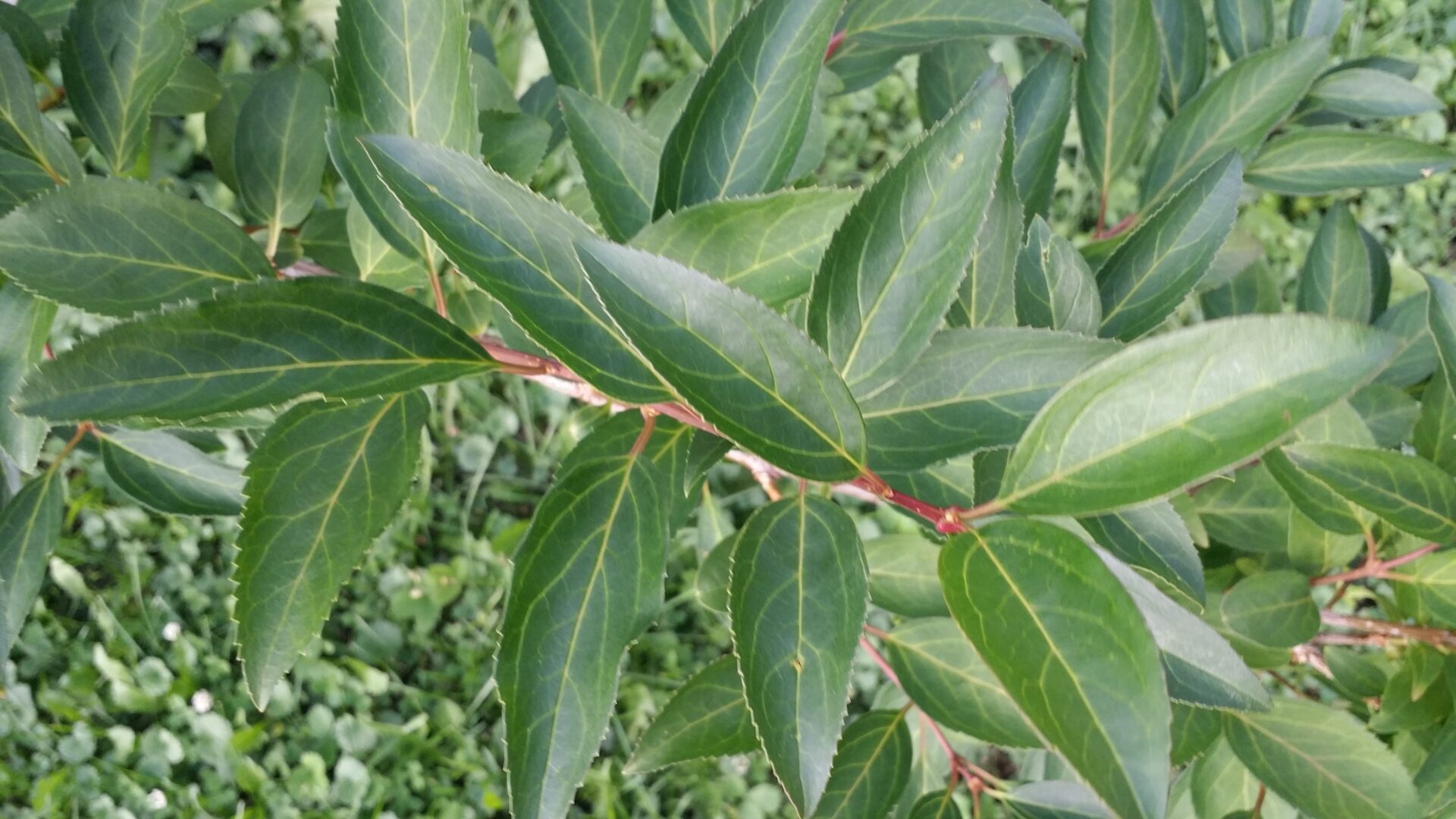 Lynwood Gold - Forsythia x Intermedia | Shrubs | Cold Stream Farm