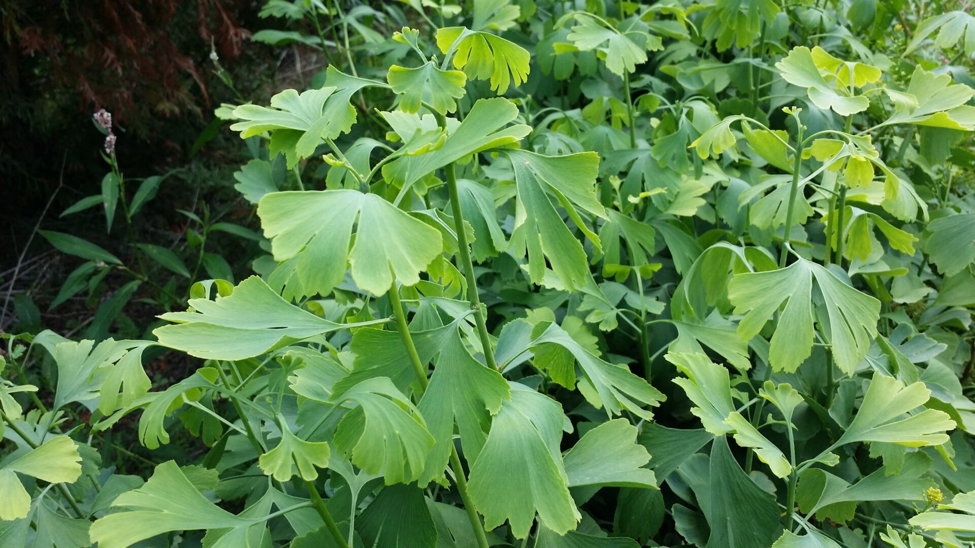 Ginkgo - Ginkgo Biloba | Deciduous Trees | Cold Stream Farm