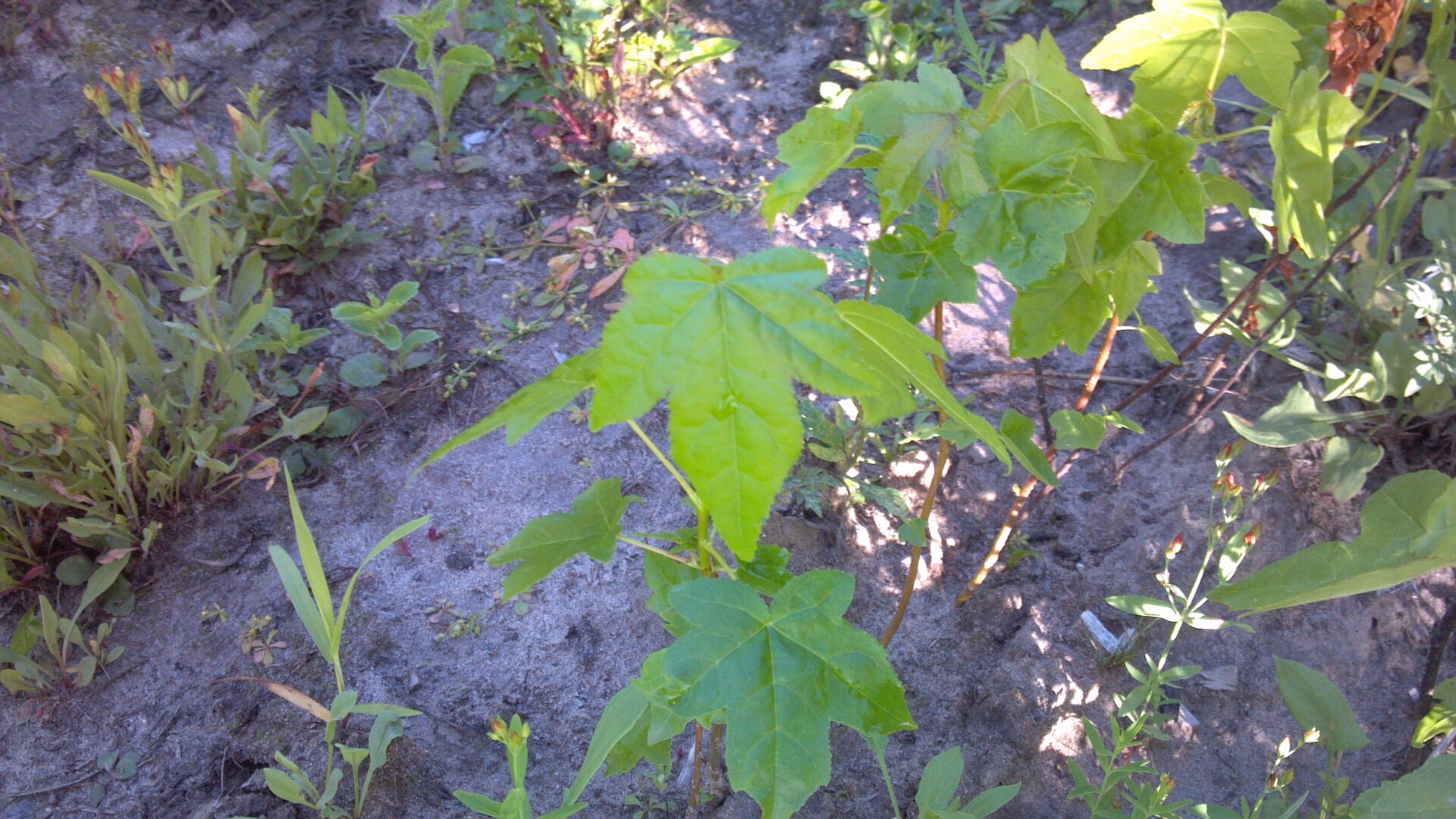 Sweet Gum - Liquidambar Styraciflua | Deciduous Trees | Cold Stream Farm