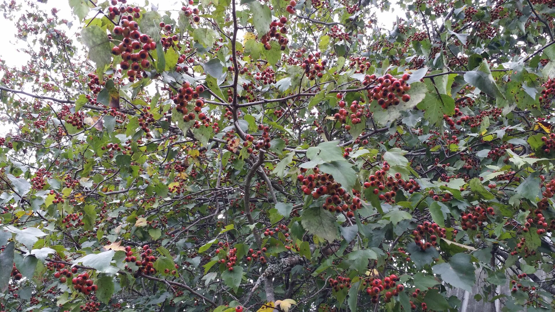Washington Hawthron - Crataegus Phaenopyrum | Shrubs | Cold Stream Farm