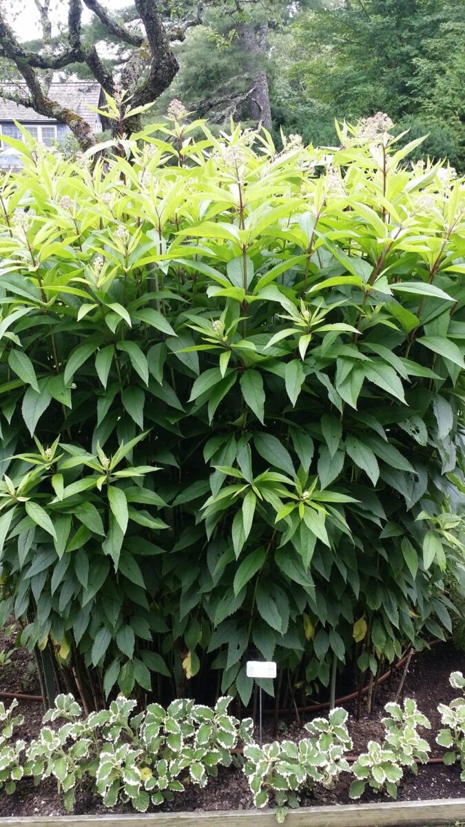 Seed Pack Information: All About Seed Packs | Cold Stream Farm