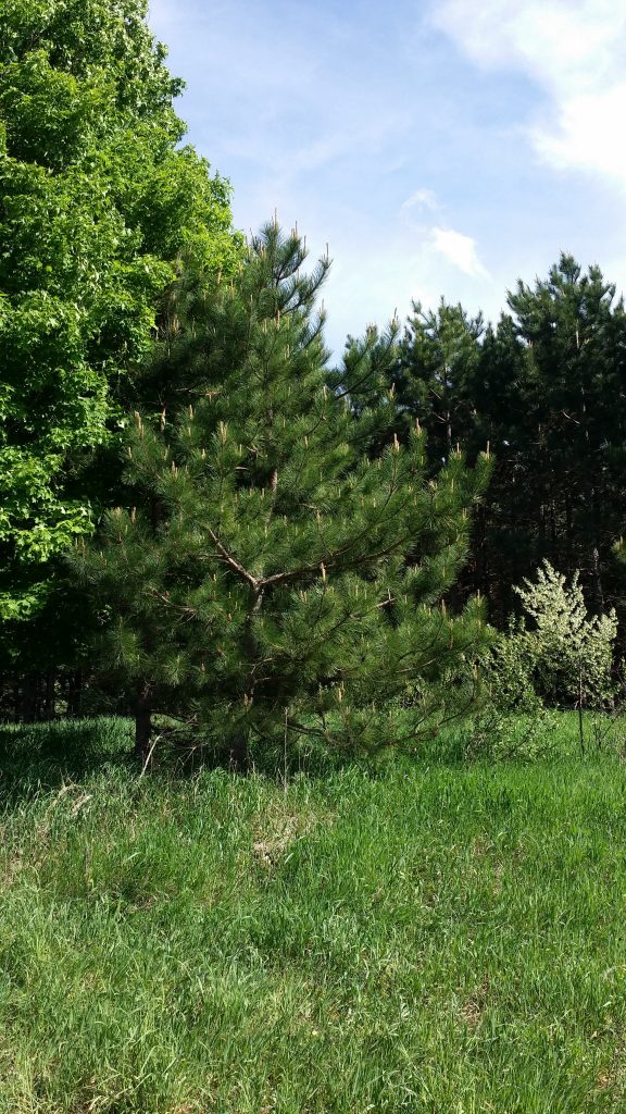 Red Pine - Pinus Resinosa | Conifers | Cold Stream Farm