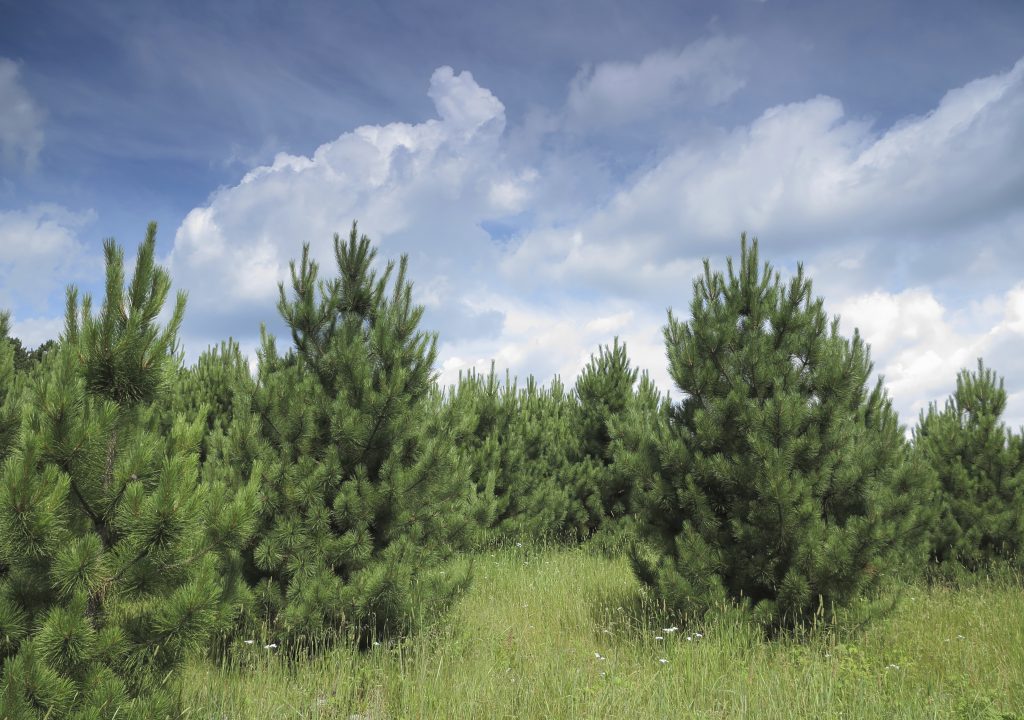 Red Pine - Pinus Resinosa | Conifers | Cold Stream Farm
